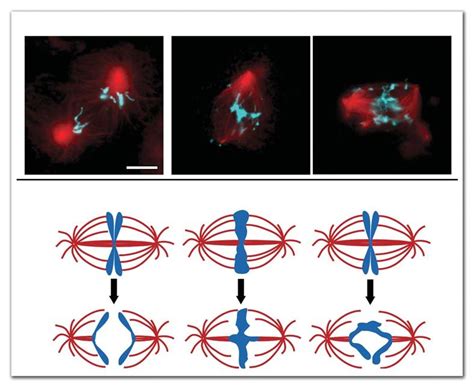 Inhibition Of The Condensin Complex In Anaphase Using Antibody Fab