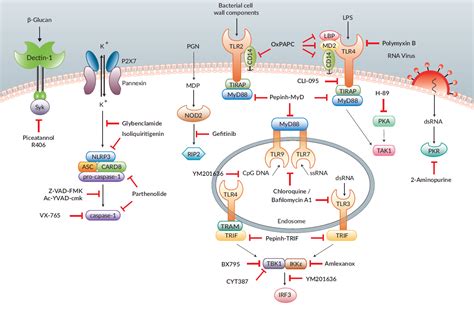 Tlr Nlr Signaling Pathways Invivogen 제품 소개 52 Off