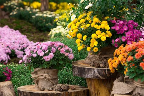 Chrysanthemum Care And Uk Growing Tips Upgardener™
