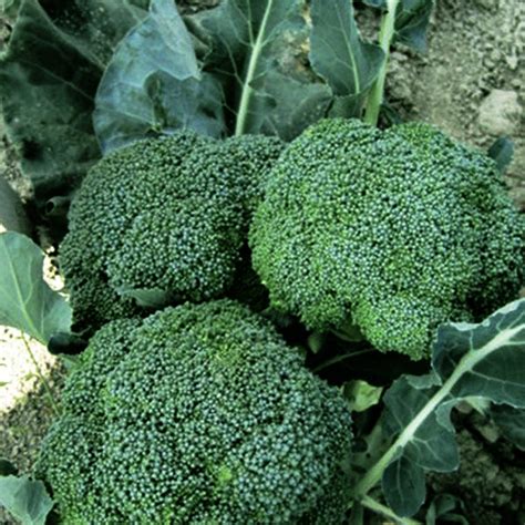 Green Magic F1 Untreated Broccoli Seeds Osborne Farm Seeds