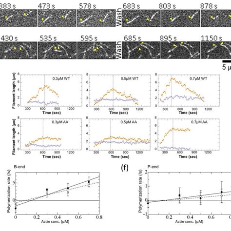 Mutation Effects On Actin Polymerization And Depolymerization A B Download Scientific