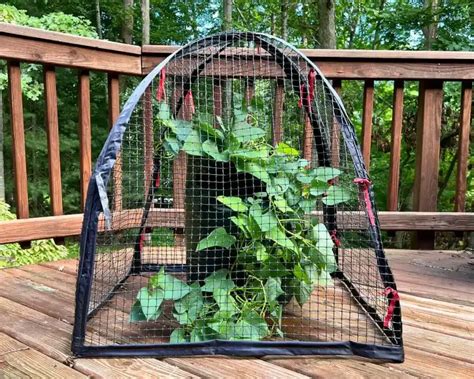 Best Tips To Grow Sweet Potatoes In A Bag Simply Old Fashioned