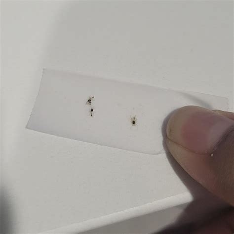 Tiny Flying Bugs All Over My Ceiling Rwhatisthisbug