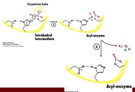 Diagram Of Catalytic Mechanism Of Chymotrypsin Step 5 Quizlet