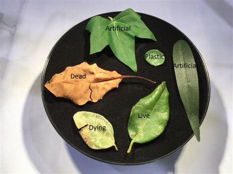 Example Agriculture Leaves Spectral Devices