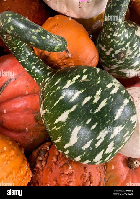 Decorative Gourds And Pumpkins On Display In A Retail Grocery Store