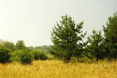 Premium Photo Russian Forest