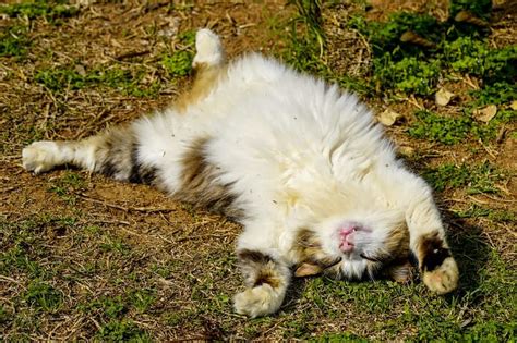 Cat Belly Trap