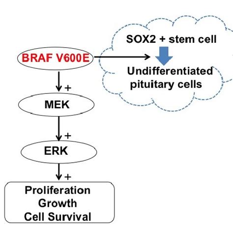Schematic Representation Of The Canonical Wntβ Catenin Signaling