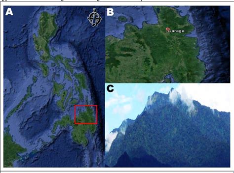 Figure 1 From Landmark Based Geometric Morphometric Analysis Describing Sexual Dimorphism In