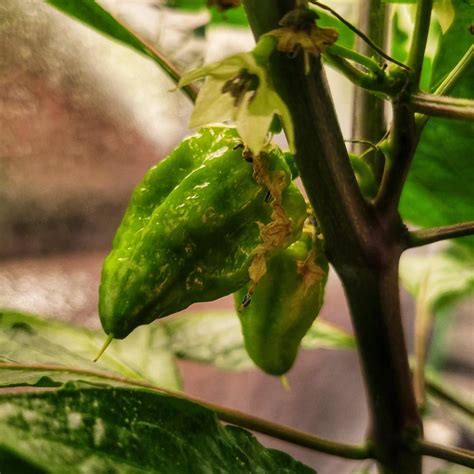 5 Week Mini Dwc Peppers I Skipped Week 4 Running Out Of Head Room