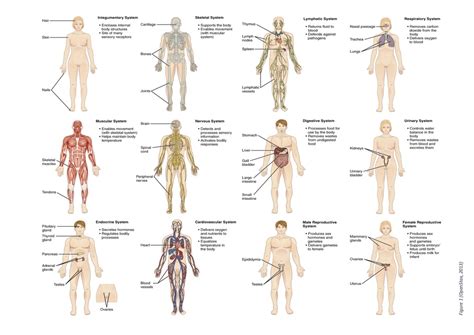 Body Systems And Their Functions Quizlet At Garrett Kirk Blog