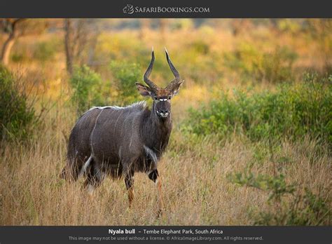 Tembe Elephant Park Photos Images And Pictures