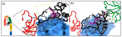 Understanding Igf Ii Action Through Insights Into Receptor Binding And