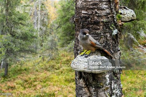 Burung Taiga Siberia Jay Berdiri Di Atas Jamur Kayu Besar Di Hutan Tua Di Valtavaara Dekat