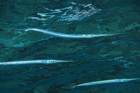 10 Facts About Seagrass You Probably Didnt Know