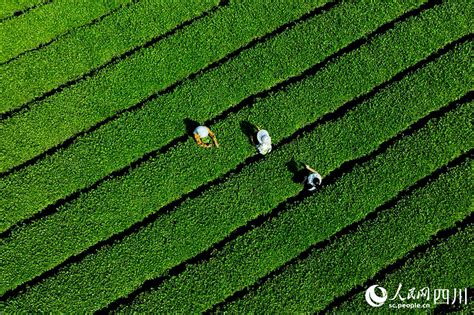 组图纳溪白露茶采摘忙 茶园 四川省 茶叶