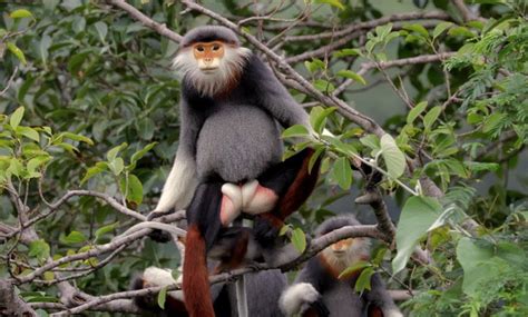 Douc Langur Monkey