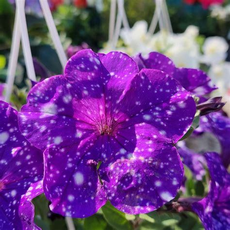 Γεωπονικ Γεωπονική Αρχανών Χ Φραγκουλάκη Γ Στάθογλου ΟΕ