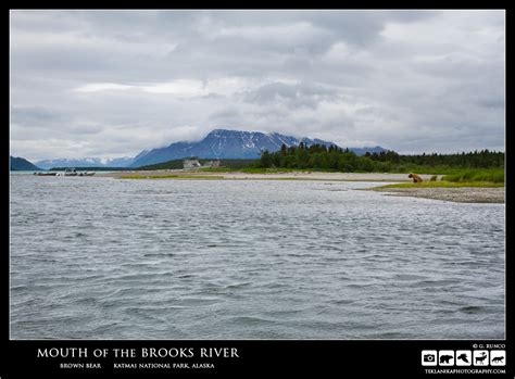 Mouth Of The Brooks River Teklanika Nature Photography