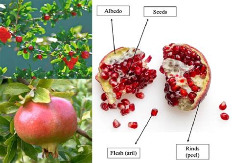 Parts Of Pomegranate Download Scientific Diagram