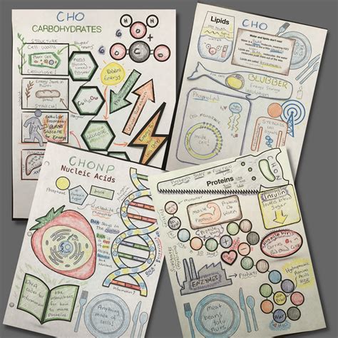 Doodle Notes Biomolecules Carbs Lipids Proteins Nucleic Acids