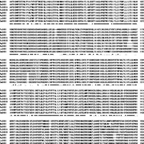 A Dendrogram Showing The Phylogenetic Relationships Of Amino Acid