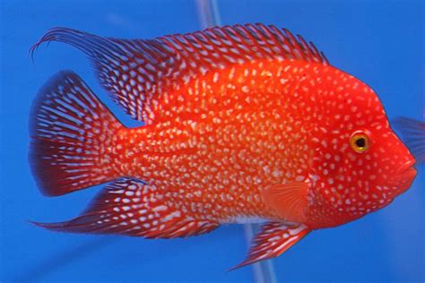 Blok Top Most Beautiful Freshwater Fish In The World
