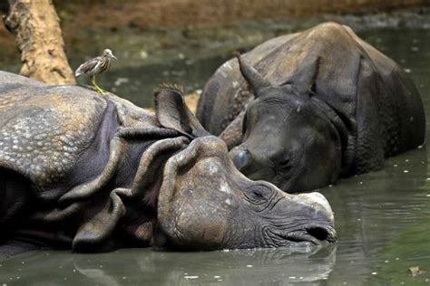 Top 5 Most Popular Zoos In India You Must Visit Travel Hindustan Times