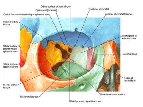 Zygomaticmalar Bone Diagram Quizlet