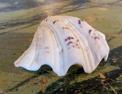 Big Clam Shell Natural Specimen For Sale At 1stdibs