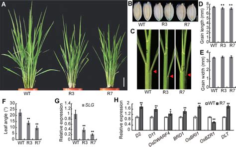 Slg Controls Grain Size And Leaf Angle By Modulating Brassinosteroid