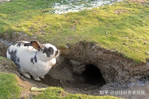 消耗掉90的成员，换来与致命病毒共存，澳洲兔子至今还在泛滥 知乎