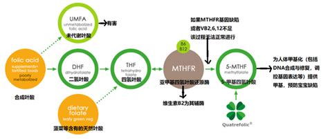 第四代活性叶酸，可直接进入循环系统的高生物利用率叶酸 知乎