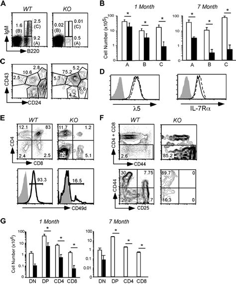 B And T Cell Lymphopoiesis Is Dependent On Gp96 At Critical