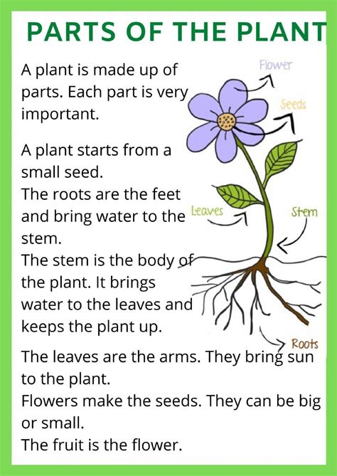 Parts Of A Flower Worksheets