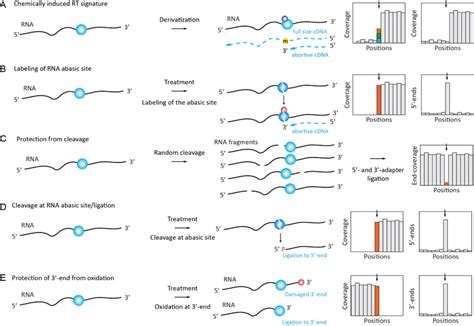 Detection Of Rna Modifications Using Chemically Induced Rt Signatures Download Scientific