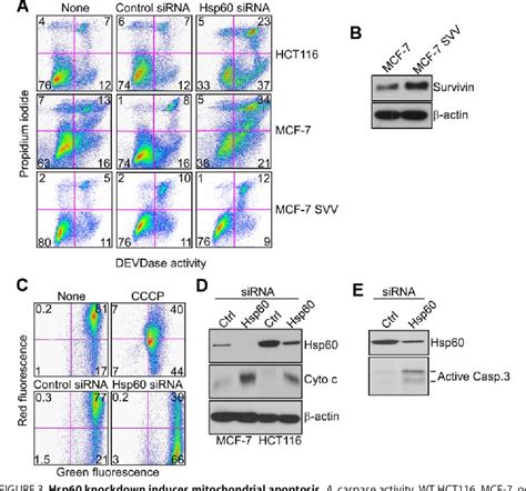 Figure 3 From Hsp60 Regulation Of Tumor Cell Apoptosis Semantic Scholar