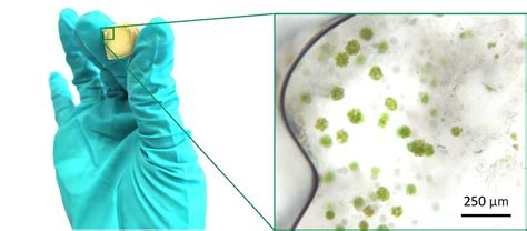 How Can Living Materials From Algae Absorb Carbon Better