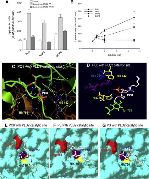Pld2 Lipase Catalytic Site Forms A Groove That Fits The Substrate Pc