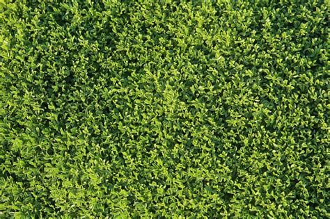 Green Background Backgrounds Structure Abstract Free Image From