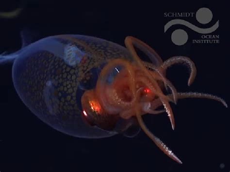 Vídeo Lula Colossal Que Pode Chegar A Pesar 500 Quilos é Vista Em