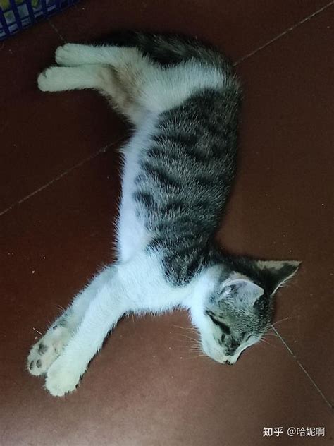 被猫抓出血了要不要打疫苗啊 知乎