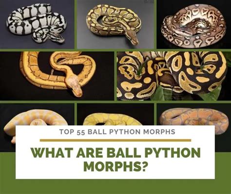 58 Ball Python Morphs A Z Morph Color List With Pictures