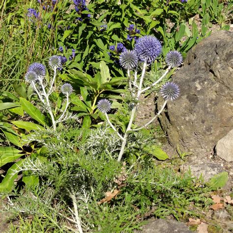 Echinops Ritro