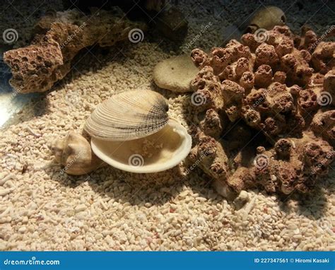 Deep Sea Shells Underwater World Stock Image Image Of Ocean World