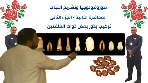 مورفولوجيا وتشريح نبات م2 ج2 تركيب بذور بعض ذوات الفلقتين Youtube