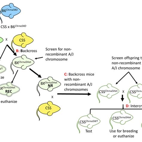 Schematic Of The Breeding Strategy Used To Generate Css Possessing Download Scientific