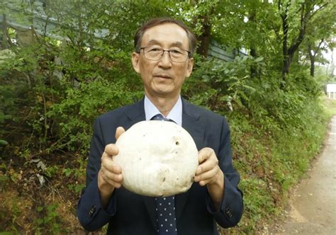 희귀 야생 댕구알버섯 8년 만에 울산에서 발견 파이낸셜뉴스