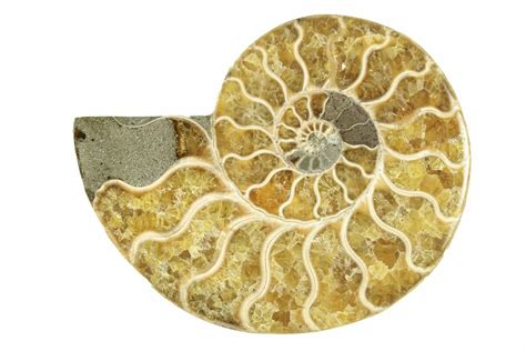 4 1 Cut And Polished Ammonite Fossil Half Madagascar 263625 For Sale